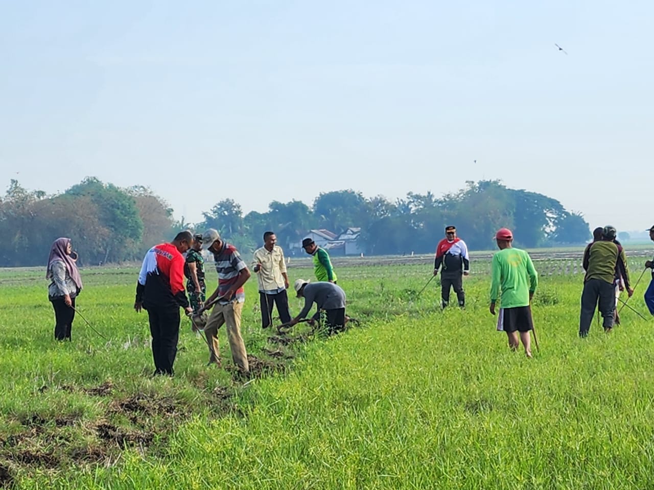 Jelang Musim Tanam Padi, Camat Cibitung Bersama Warga Gropyokan Hama Tikus