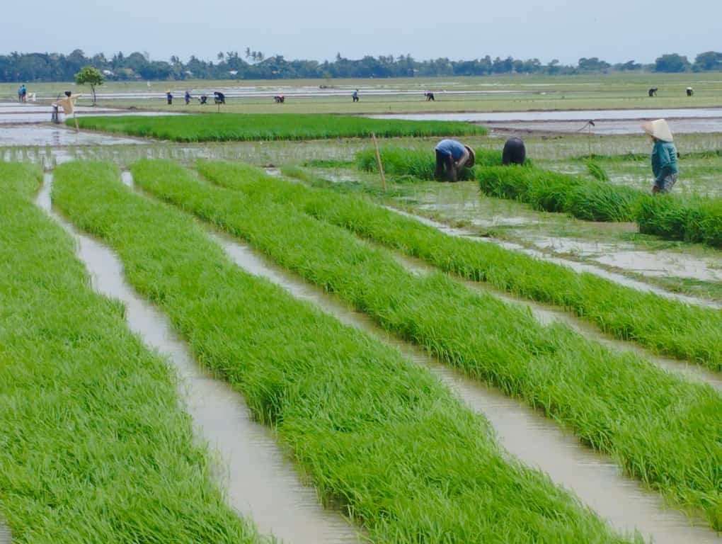 Masuki Masa Tanam, Hasil Panen Petani Diharapkan Meningkat